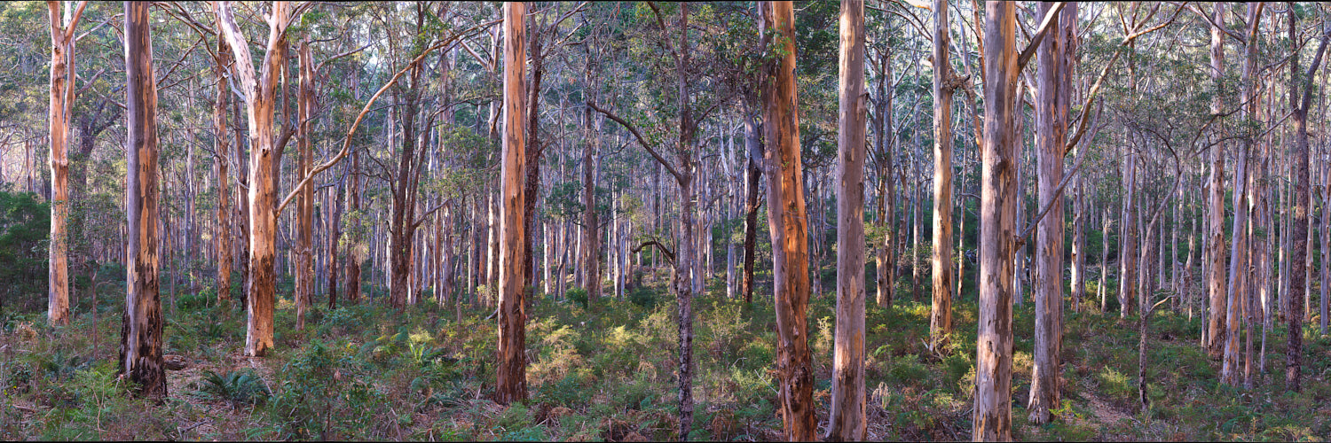 Boranup Forest – Roy Bolton Photography