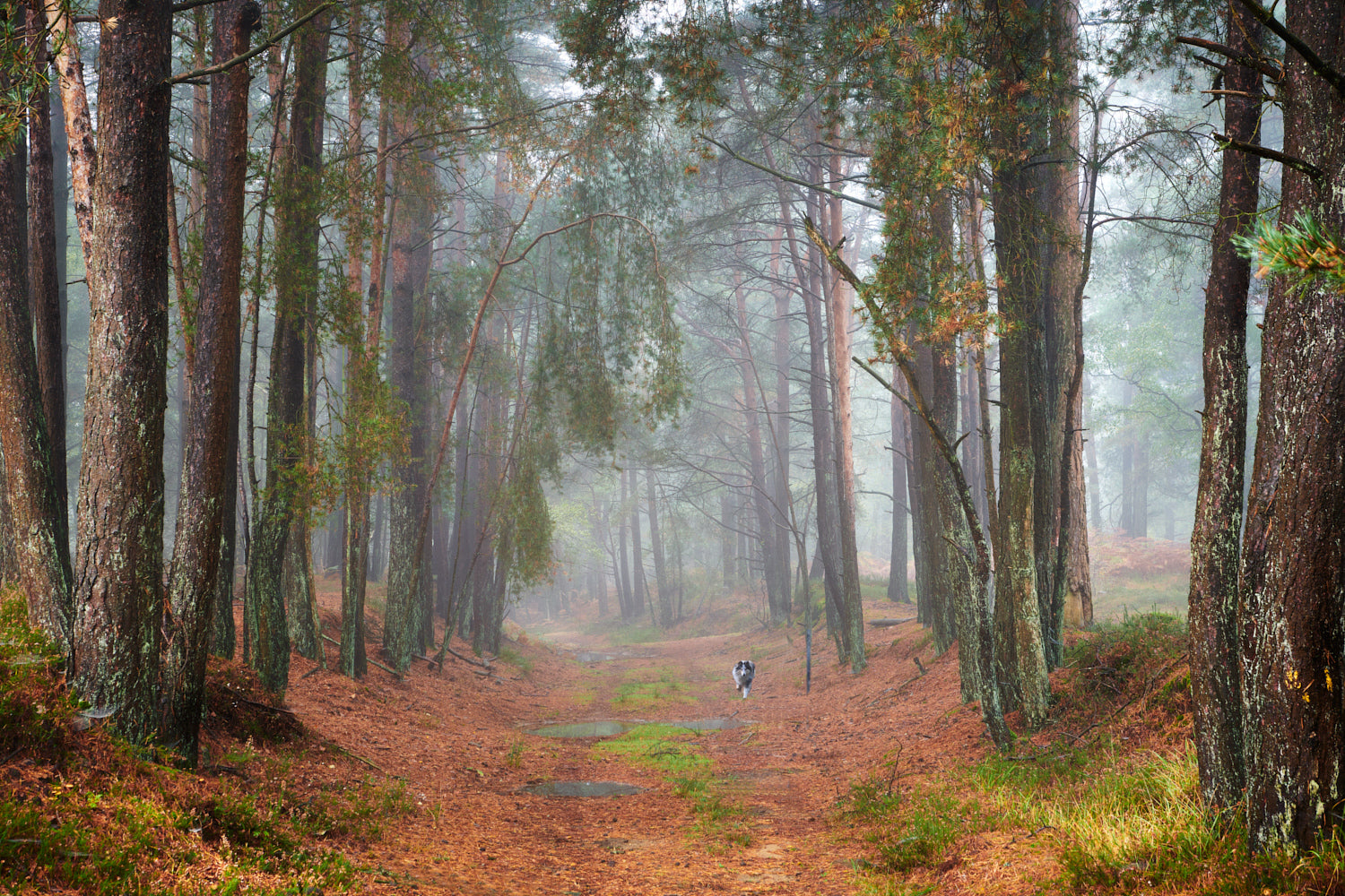 Hampshire Forest 1 – Roy Bolton Photography