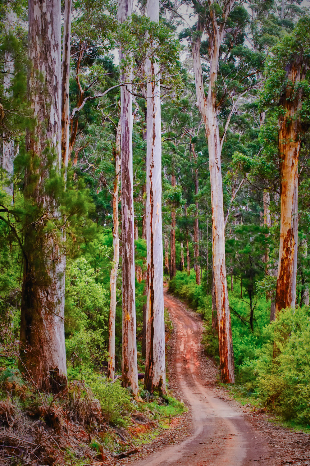 Giant Karri Trees – Roy Bolton Photography