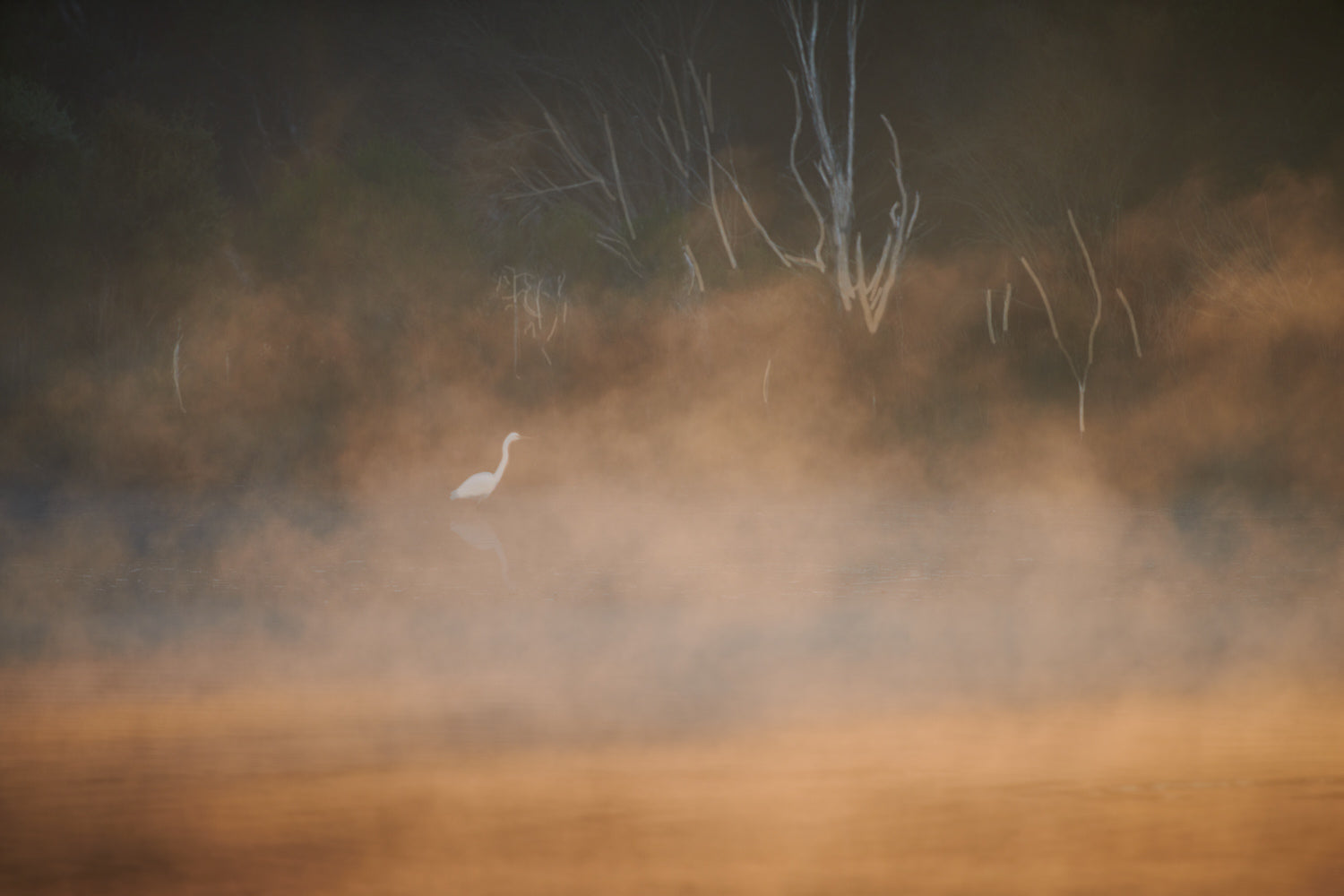 Mystic Morning – Roy Bolton Photography